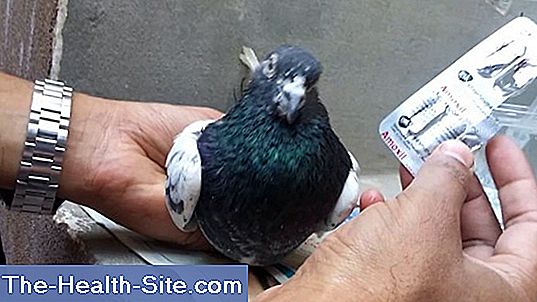 Ornithosis: สาเหตุอาการและการรักษา 💊 วิทยาศาสตร์การปฏิบัติวารสาร ...