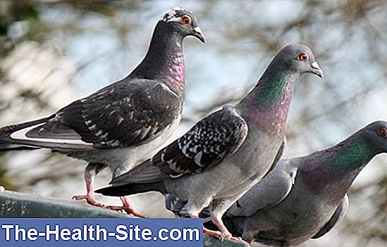 Ornithosis: Penyebab, Gejala Dan Pengobatan 💊 Ilmiah-Praktis Medical ...