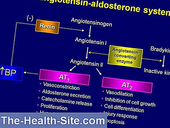 Adrenal Korteks: Fonksiyon Ve Hastalıklar 💊 Bilimsel-Pratik Tıp Dergisi ...